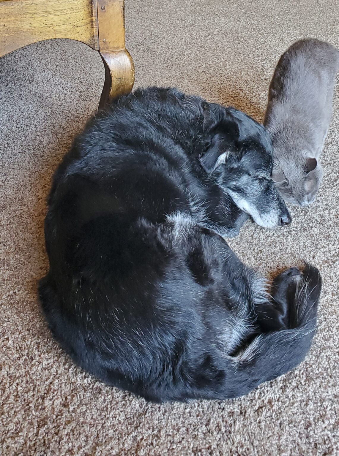 Senior vs Geriatric – The Traveling Vet